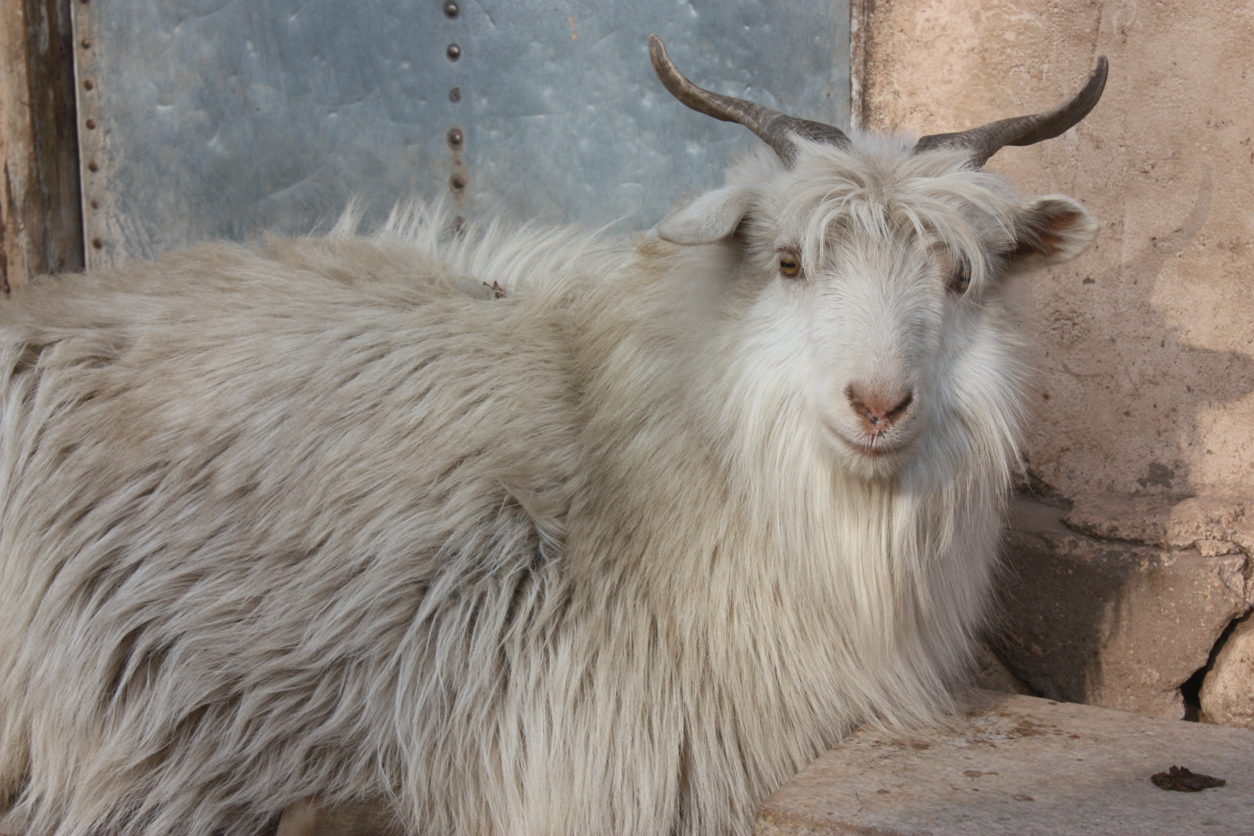 Grades of Cashmere: Grade A, B, and C Explained | Alpine Cashmere